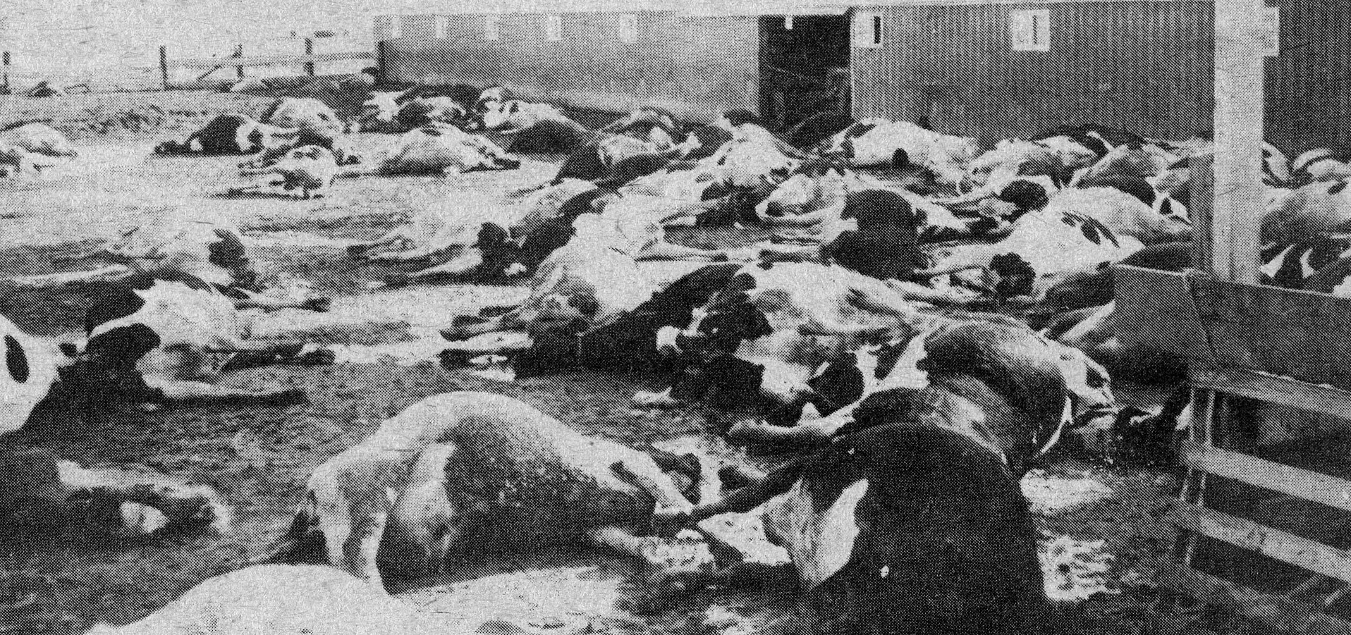 Barn yard of deceased cows | Coopersville Area Historical Society