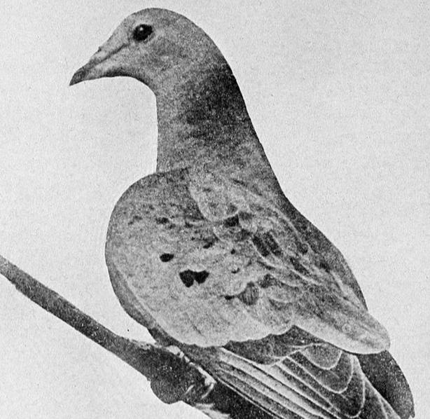 The Extinction of the Passenger Pigeon | Coopersville Area Historical ...